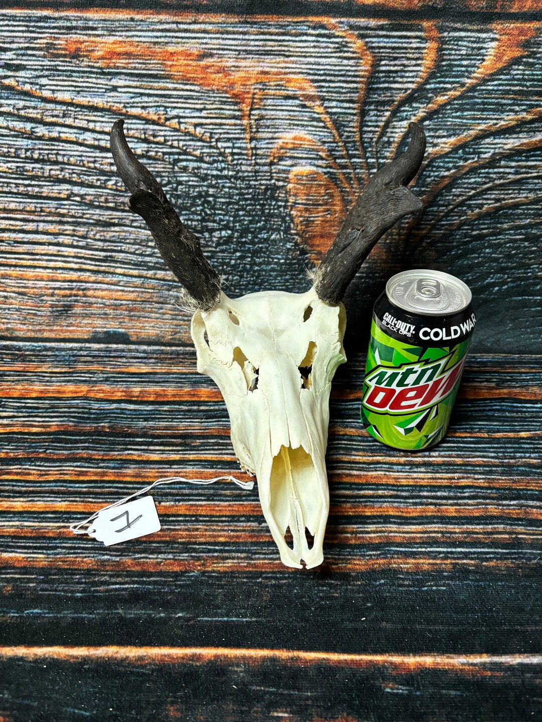 Trophy Pronghorn Antelope Skull Antler Mount Horn Head Unique Christmas ...