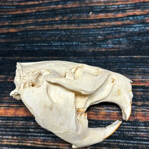 Real XXL Beaver Skull Gothic Unique Gift Halloween Witchcraft Cabin Man ...