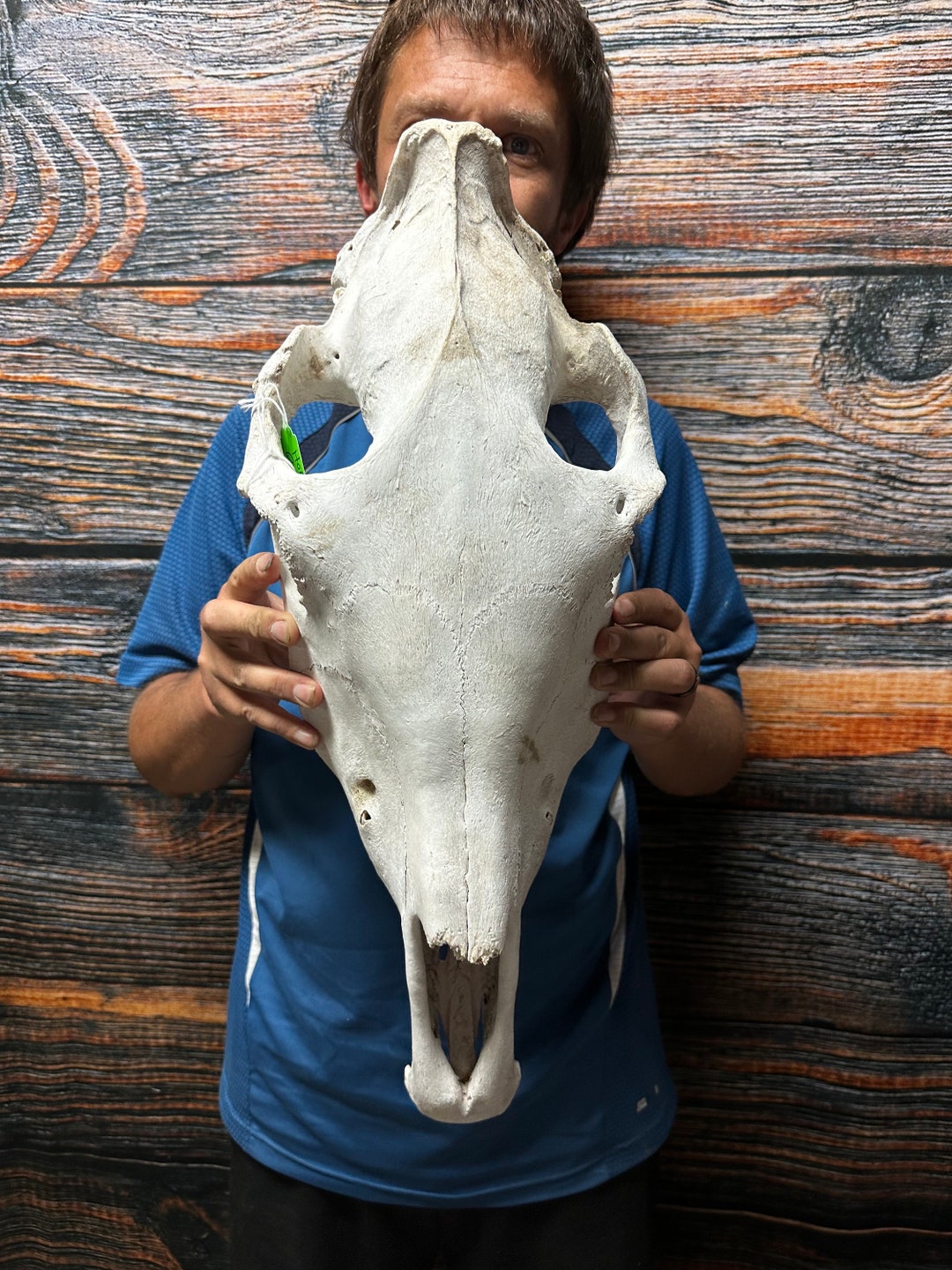 Neat Real Horse Skull Top Animal Mount Western Man Cave Cabin Decor ...