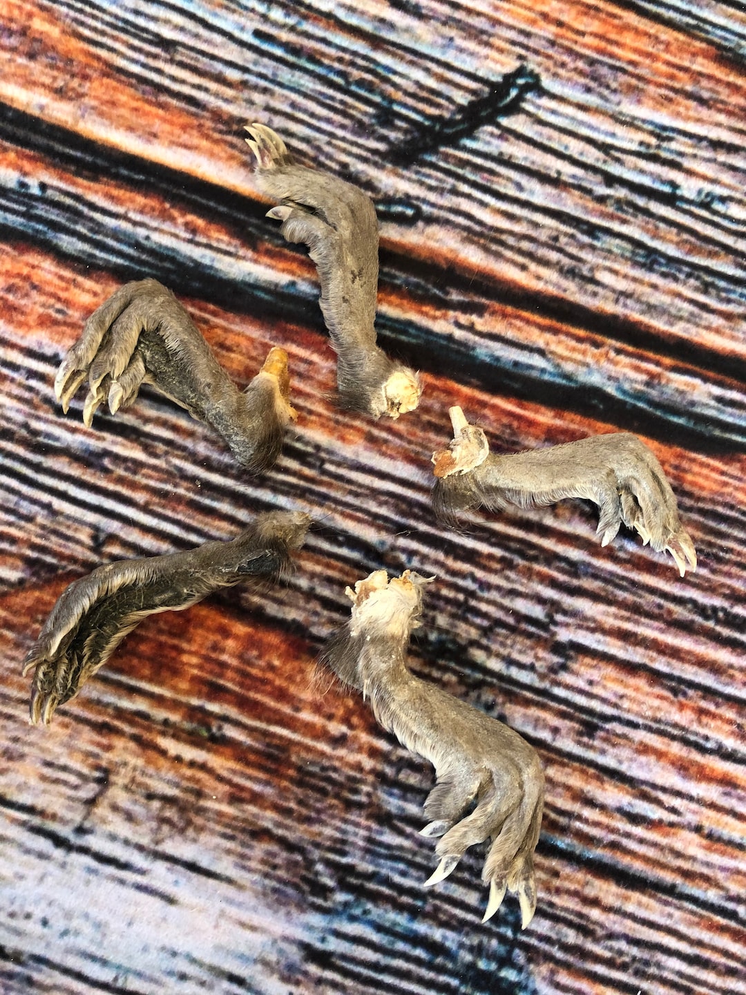 5 Real Muskrat Feet Cured Taxidermy Mount Repair Witchcraft Voodoo ...