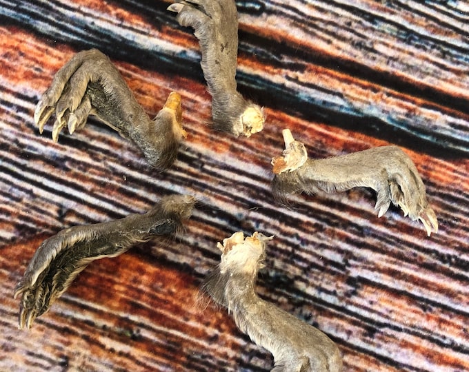 5 Real Muskrat Feet Cured Taxidermy Mount Repair Witchcraft - Etsy