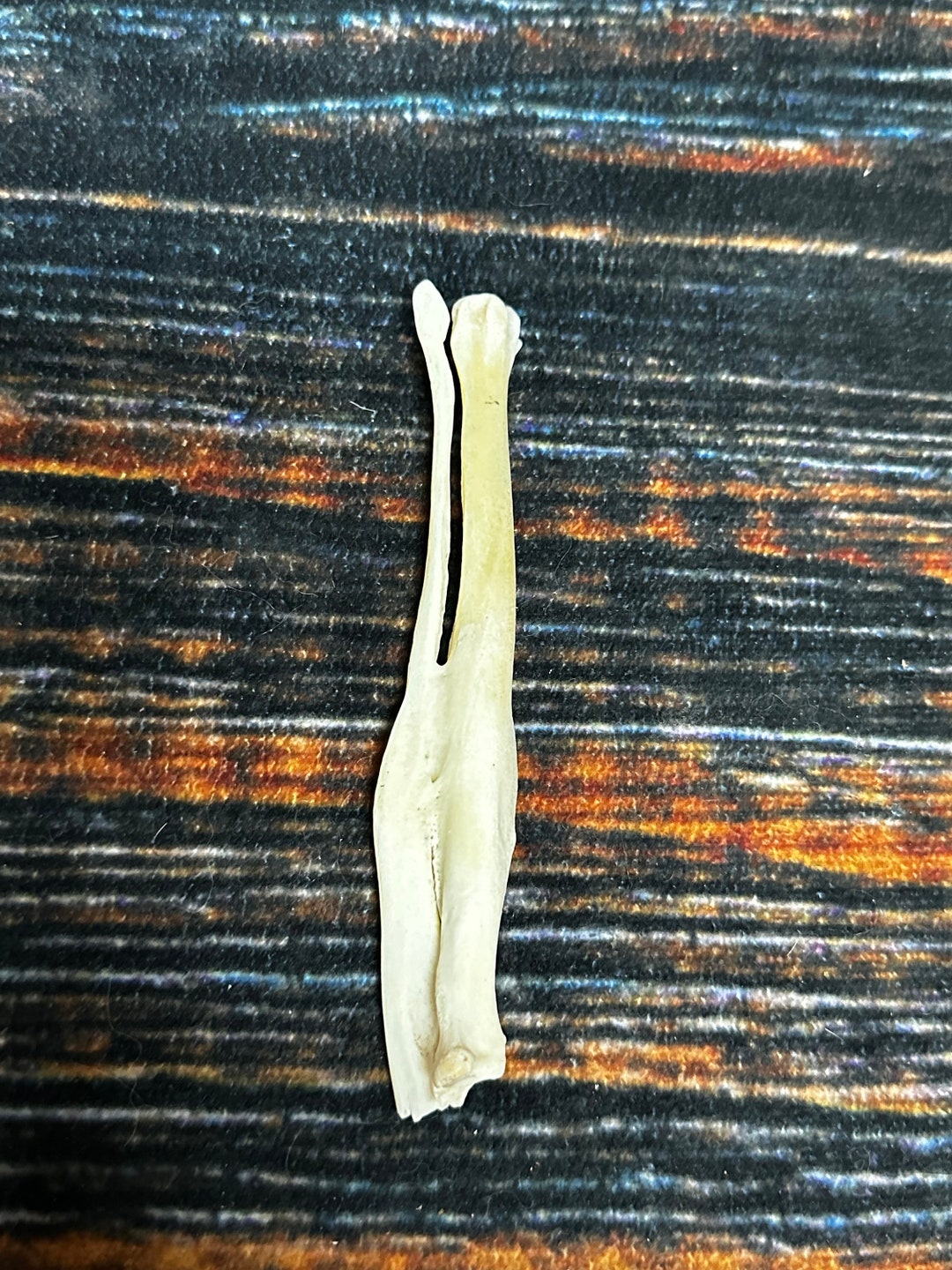 Real Natural Deformed Fox Leg Bone Pieces KNIFE Handle Craft Art Supply ...