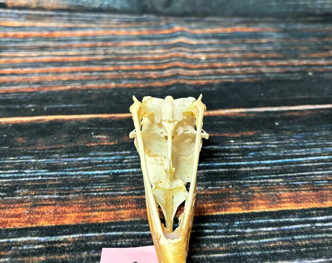 Real XL Turkey Skull Animal Fowl Unique Christmas Gift Art Bird Mount ...