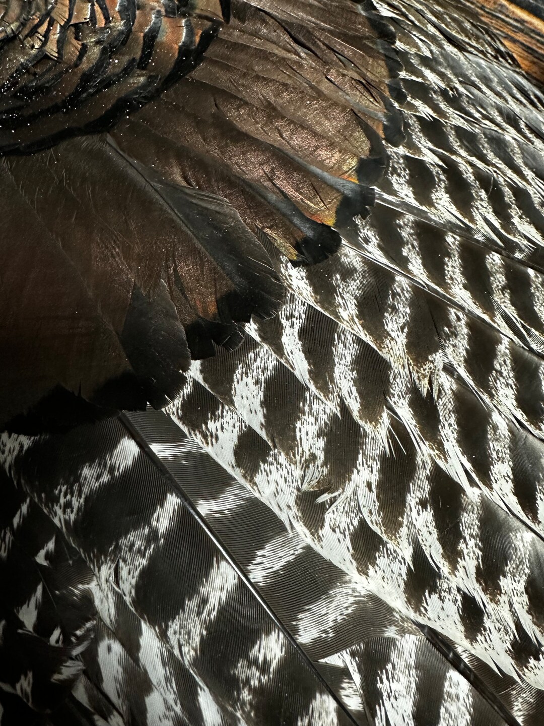 2 Wild Turkey Wings Feathers Plume Millinery Art Fan Bustle Fly Tying ...