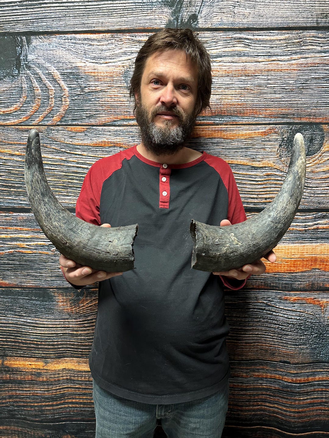 Real American Bison Buffalo Horns Western Yard Decor Art Craft Supplies ...
