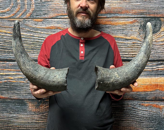 Real American Bison Buffalo Horns Western Yard Decor Art Craft Supplies ...