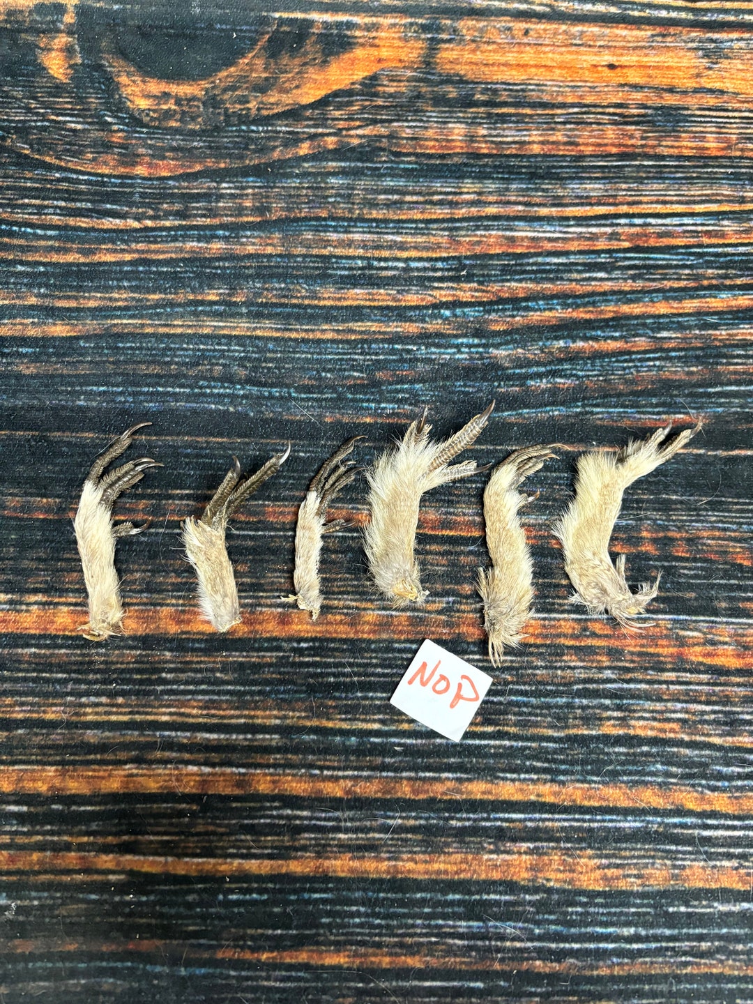 6 Sharptail Grouse Feet Art Animal Mount Repair Witchcraft Voodoo ...