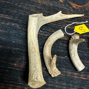 4 Wild Whitetail Deer Cut Antler Unique Handle Drawer Man Cave Medieval ...