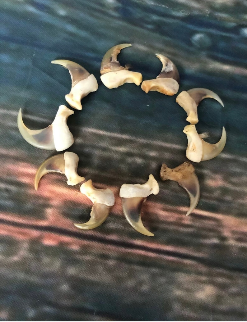10 American Bobcat Claws Art Craft Supply Jewelry Ring Choker Necklace ...