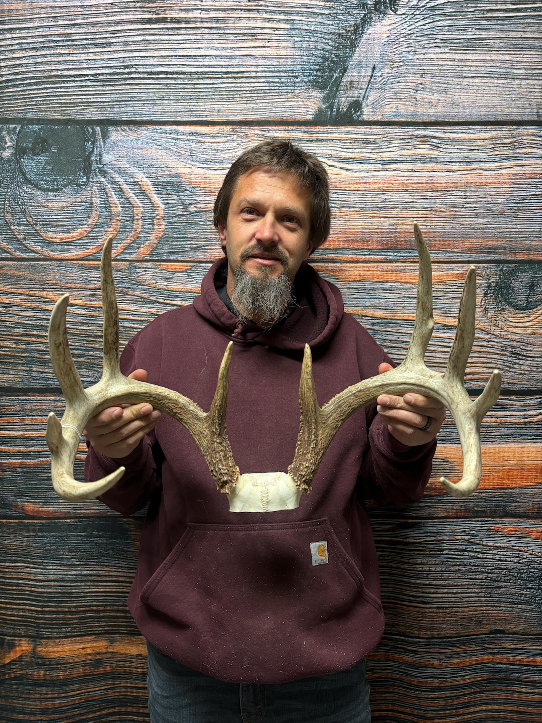 Trophy Wild 10 Point Whitetail Deer Rack Antler Mount Horn Head Unique ...