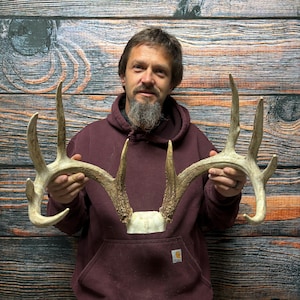 Trophy Wild 10 Point Whitetail Deer Rack Antler Mount Horn Head Unique ...
