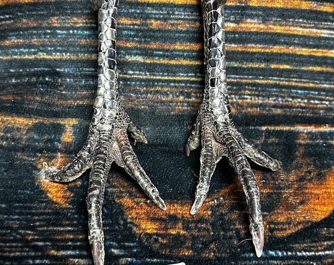 2 Chicken Feet Pair Animal Mount Repair Witchcraft Voodoo Art Supply ...