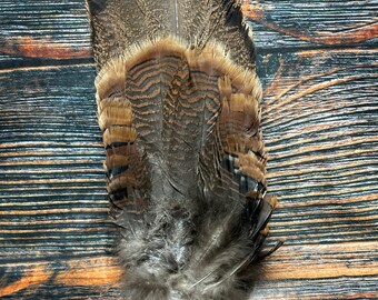 Wild Turkey Tail Fan - Etsy