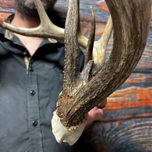 Trophy Wild 11 Point Whitetail Deer Antler Rack Horn Set Unique ...