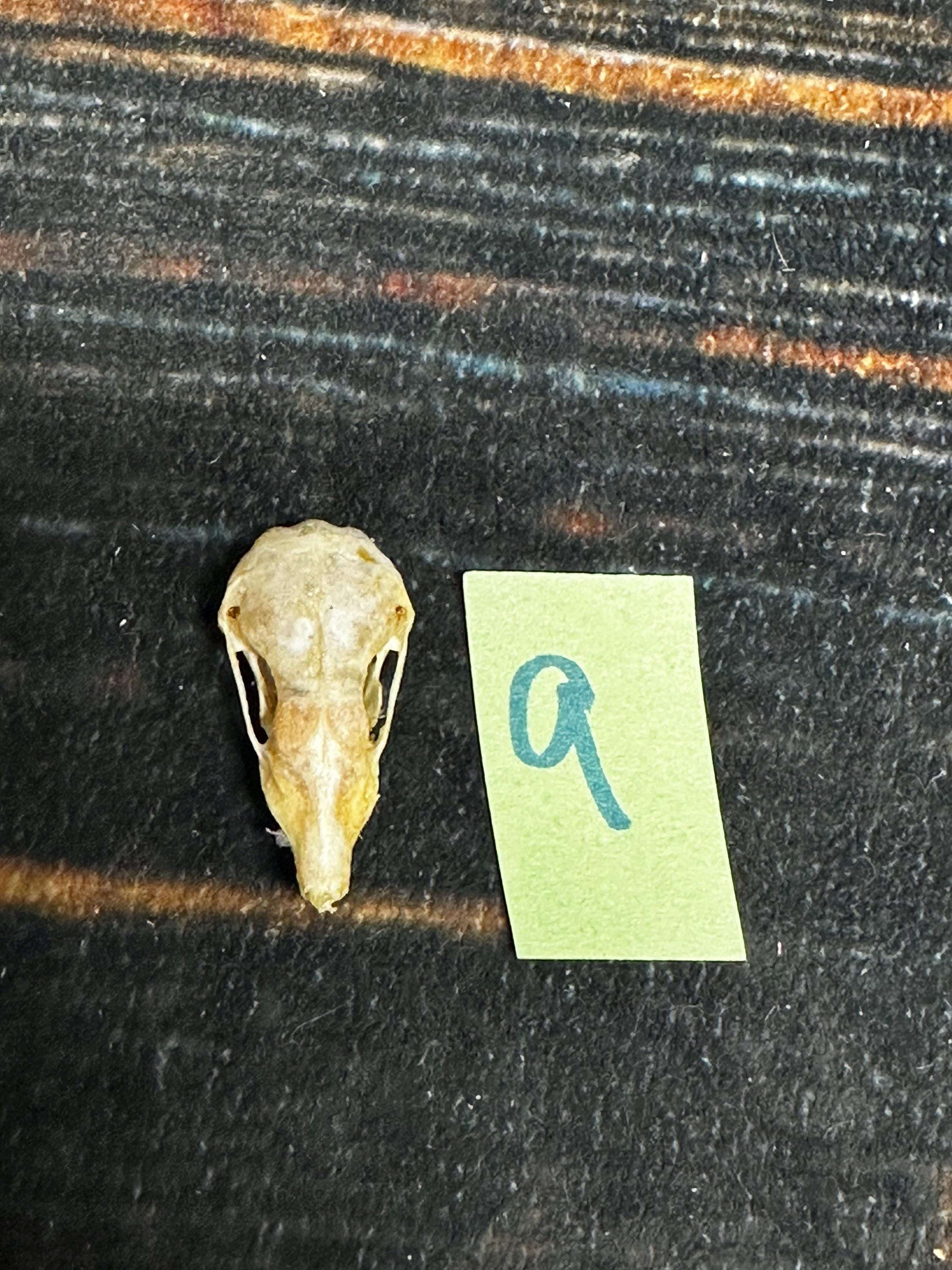 Odd Real XL Mole Skull Animal Bone Unique Christmas Gift Collection ...
