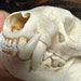 Real XL BADGER Skull Bone Animal Mount Man Cave Cabin Decor Art Craft ...