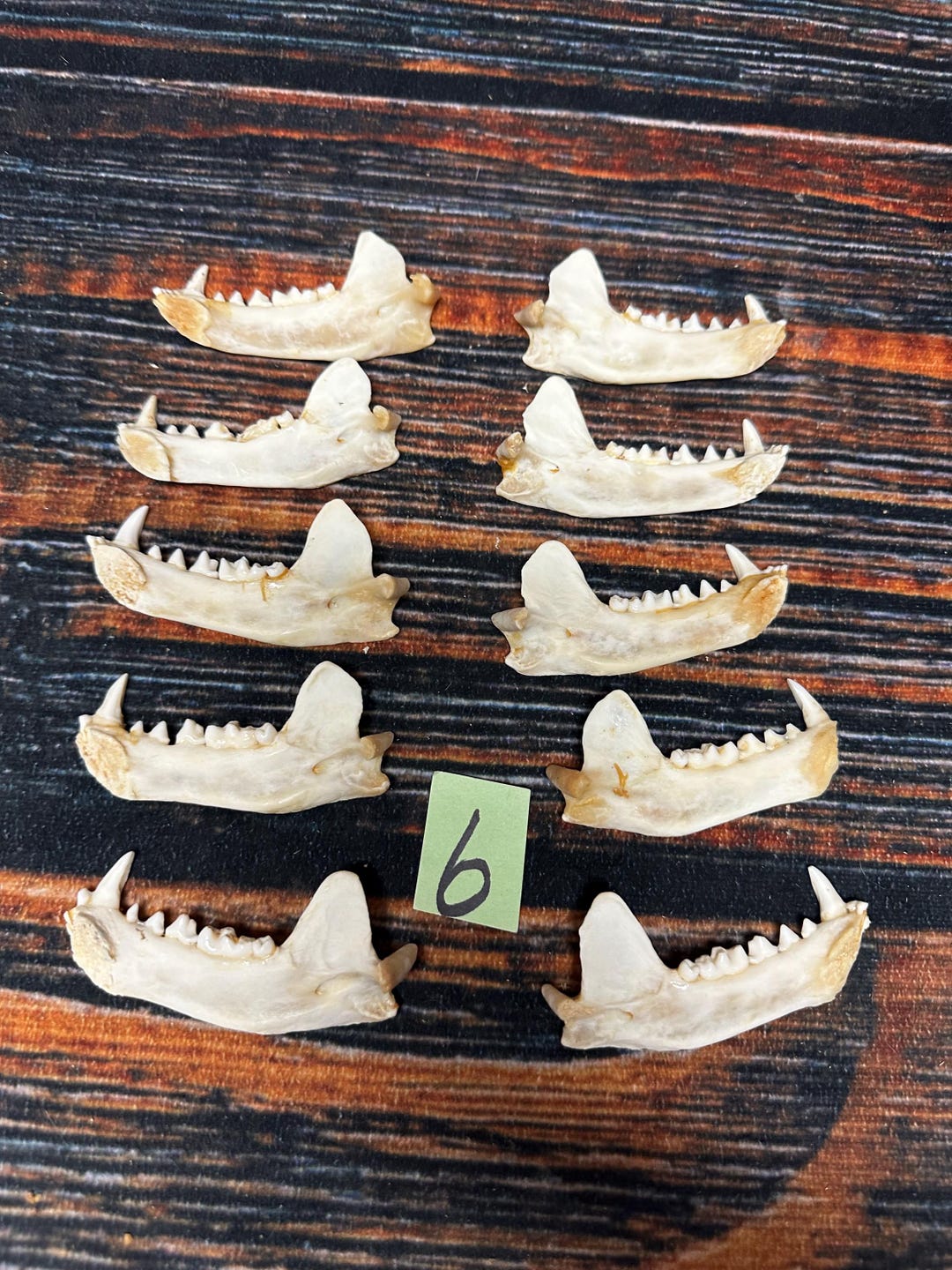 10 Real Badger Jaws KNIFE Handle Craft Art Supply Mountain Man She Shed ...