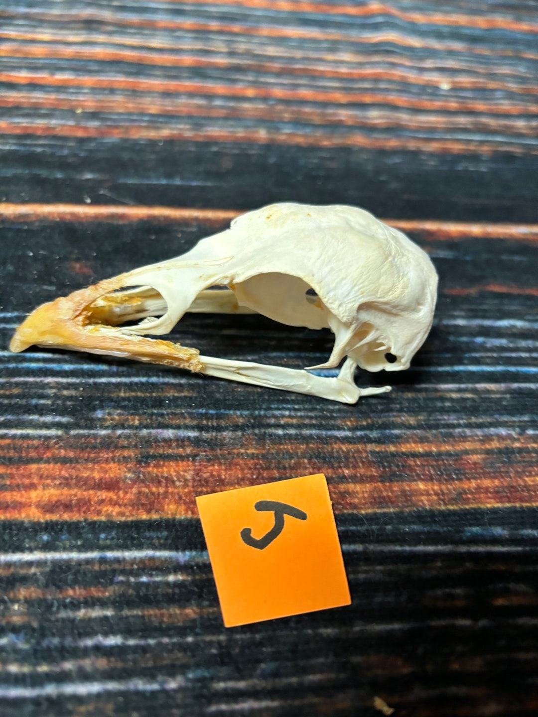 Real XL Turkey Skull Animal Fowl Unique Christmas Gift Art Bird Mount ...