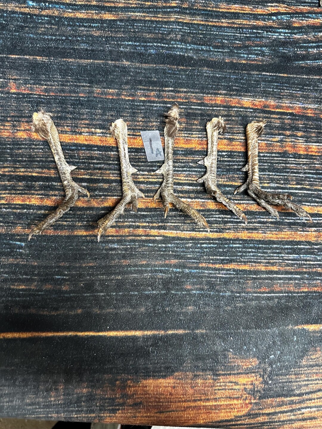 5 Pheasant Feet Art Animal Mount Repair Witchcraft Voodoo Art Supply ...