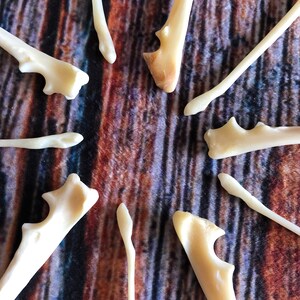 10 Real Red Fox Leg Bones Art Craft Supply Jewelry Earring Gothic ...