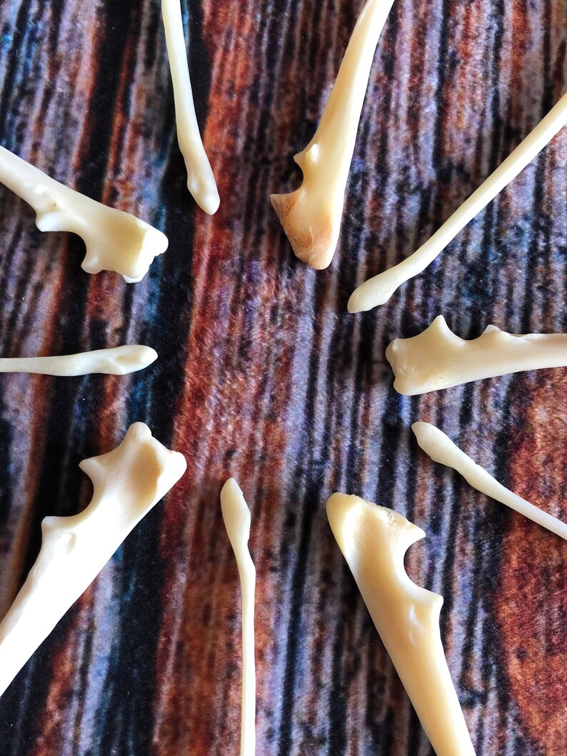 10 Real Red Fox Leg Bones Art Craft Supply Jewelry Earring - Etsy