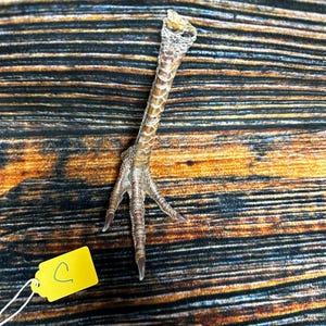 Real Wild Turkey Foot Taxidermy Mount Art Feet Voodoo Unique Christmas ...