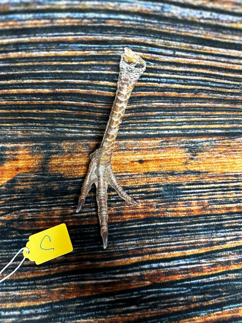 Real Wild Turkey Foot Taxidermy Mount Art Feet Voodoo Unique Christmas ...