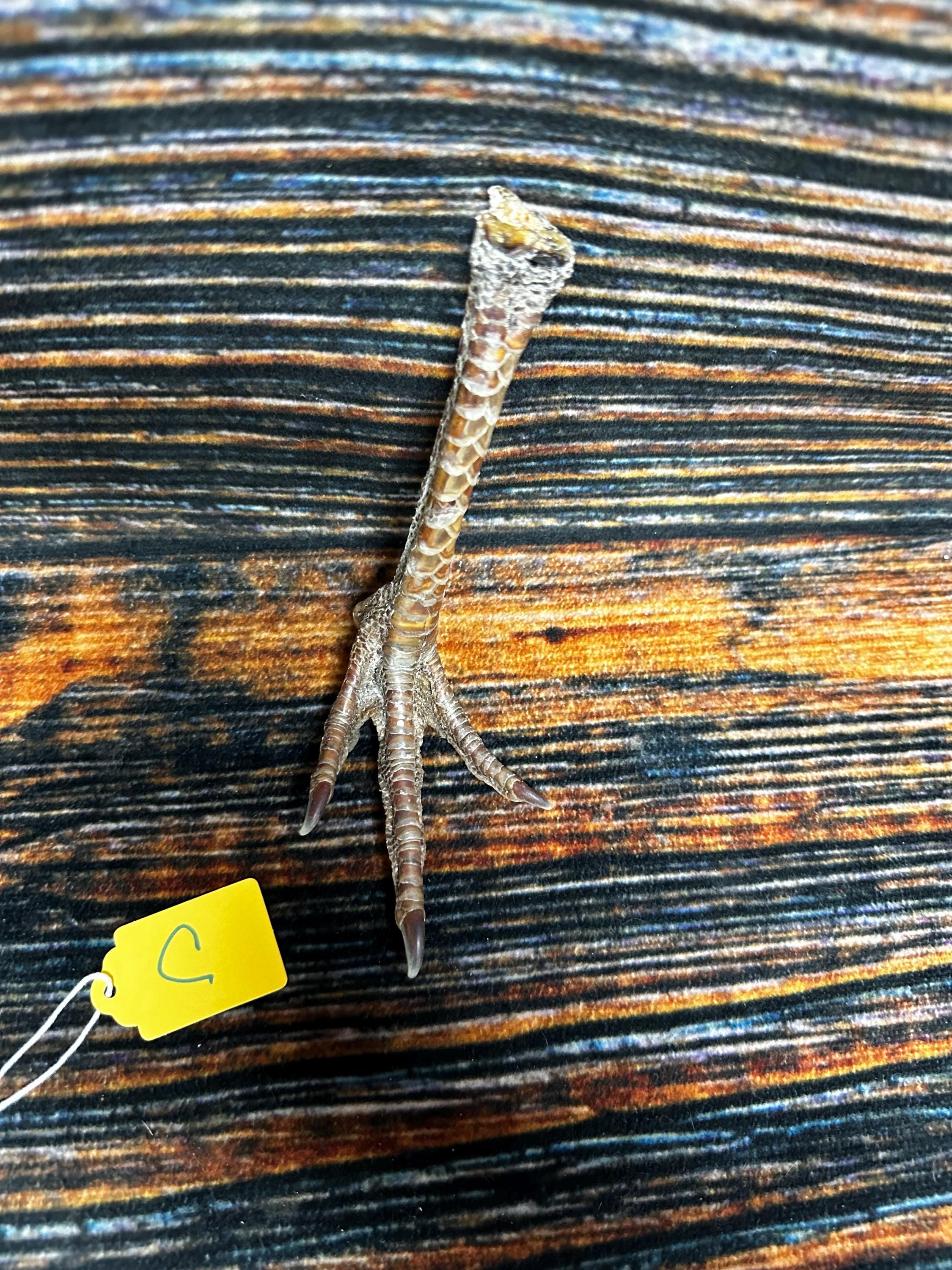 Real Wild Turkey Foot Taxidermy Mount Art Feet Voodoo Unique Christmas ...