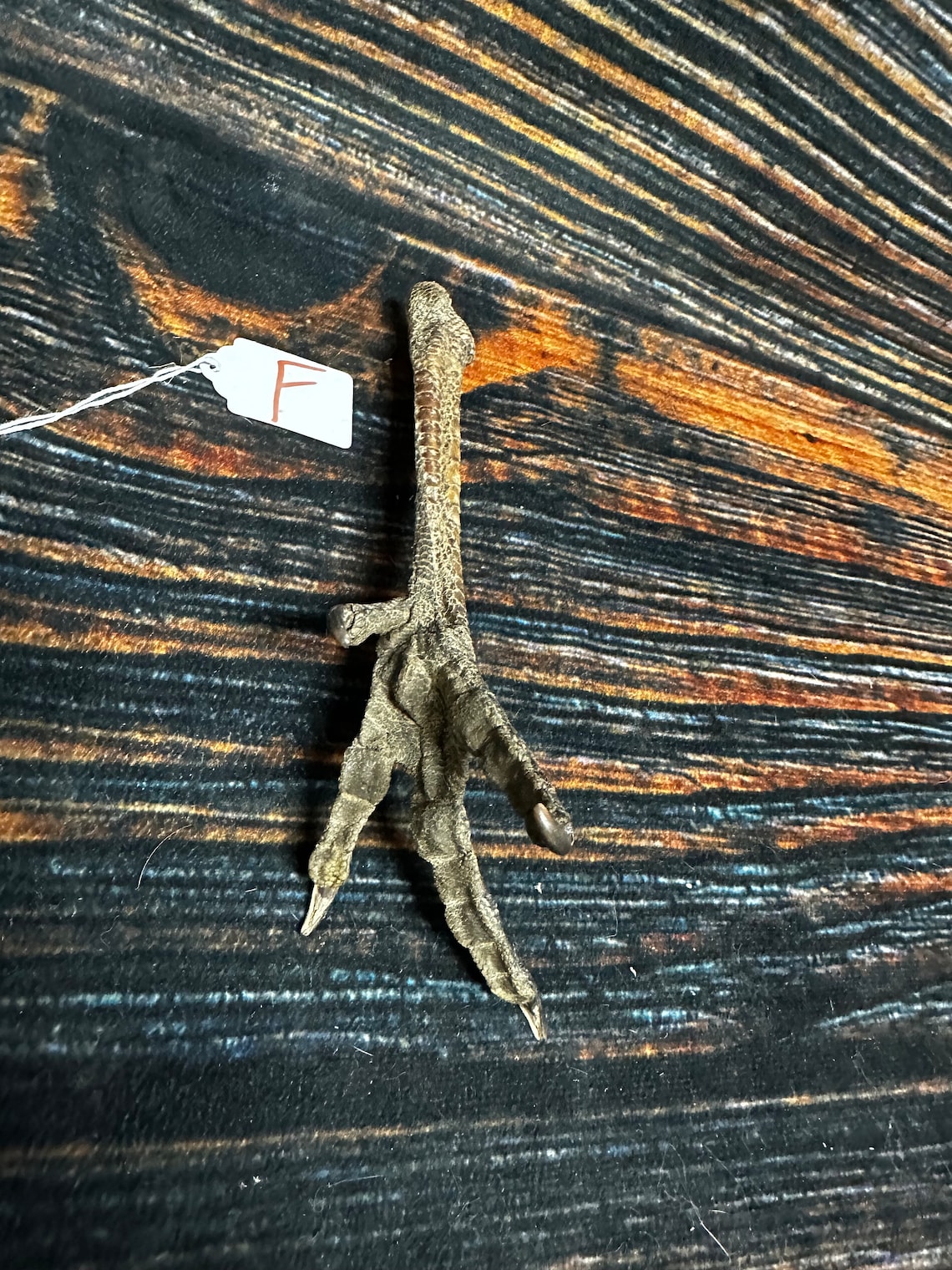 Real Wild Turkey Foot Taxidermy Mount Art Feet Voodoo Unique Christmas ...