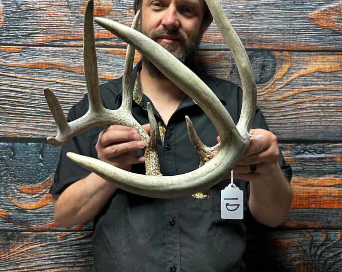 Trophy Wild 9 Point Whitetail Deer Shed Antler Rattling Horn Unique ...