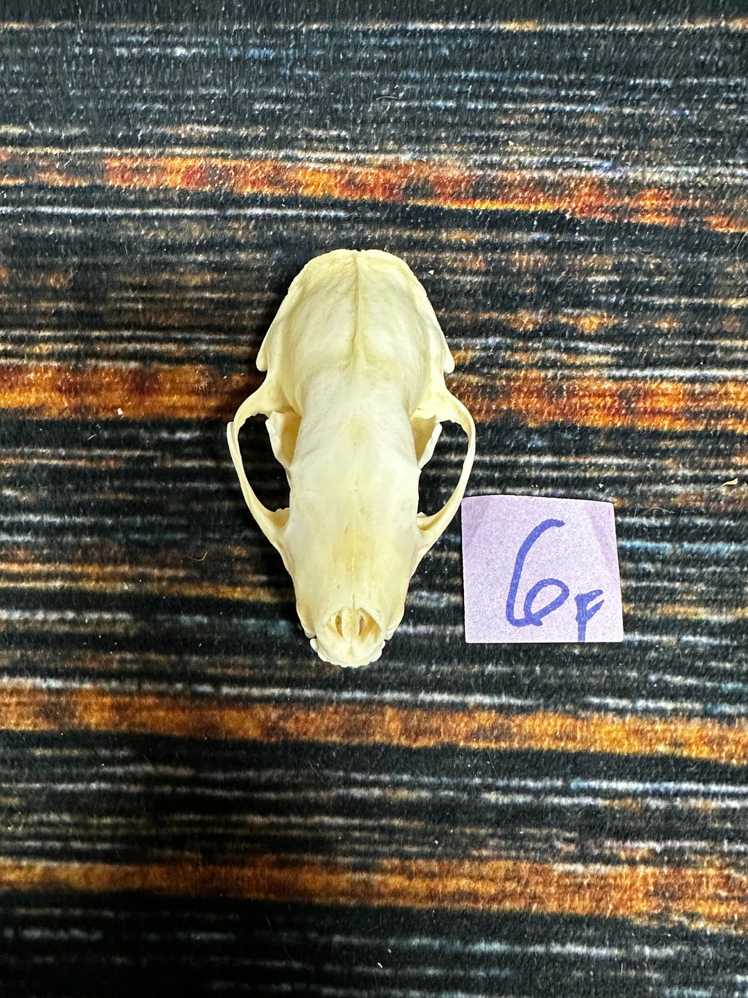 Real XL Skunk Skull Bone Animal Mount Man Cave Cabin Western Decor ...