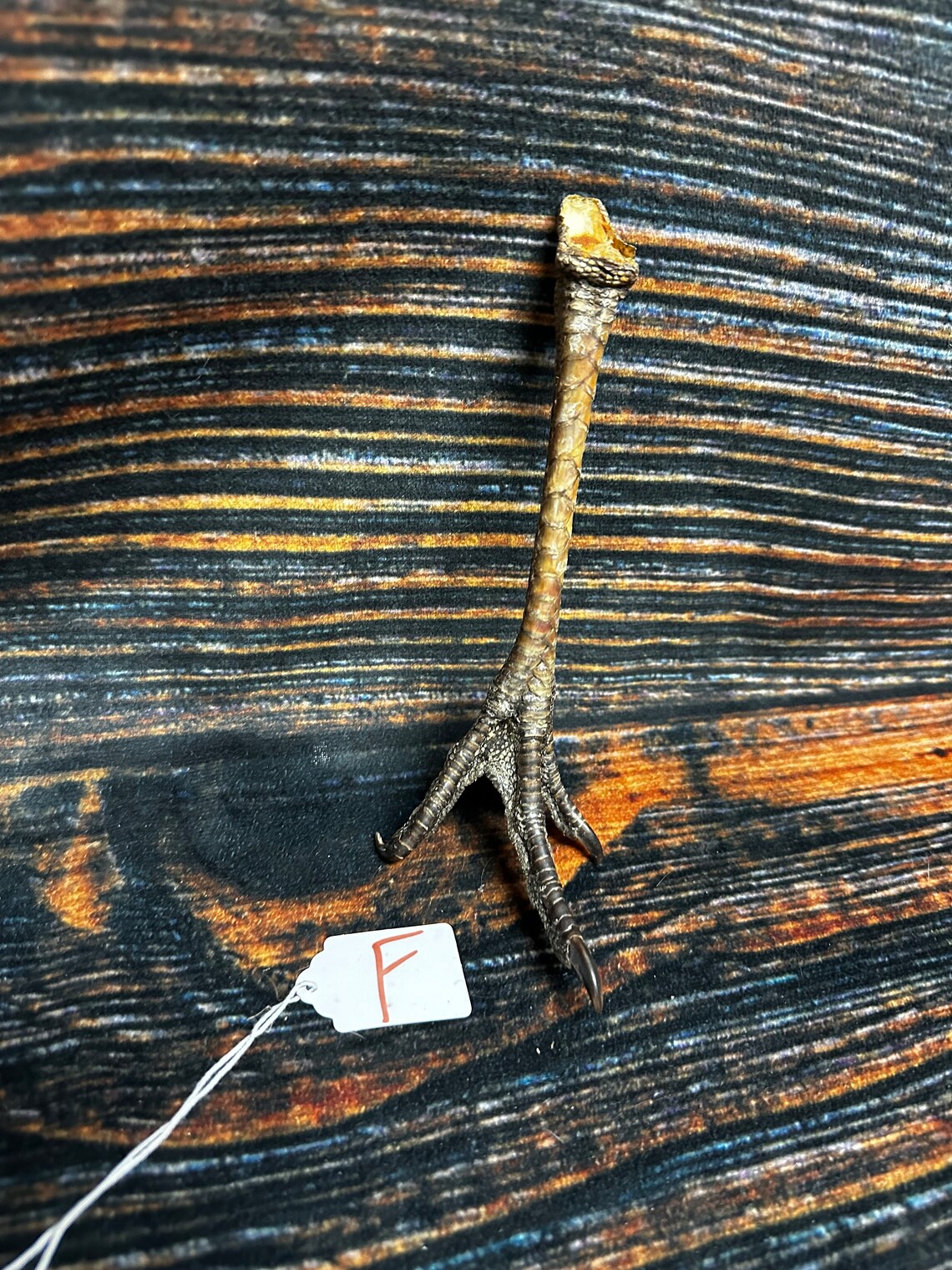 Real Wild Turkey Foot Taxidermy Mount Art Feet Voodoo Unique Christmas ...