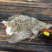 Real South Dakota Grouse Skin Feather Millinery Bustle Western Decor ...