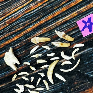 Mixed Lot of Loose Animal Teeth Small Bone Art Craft Supply Jewelry ...