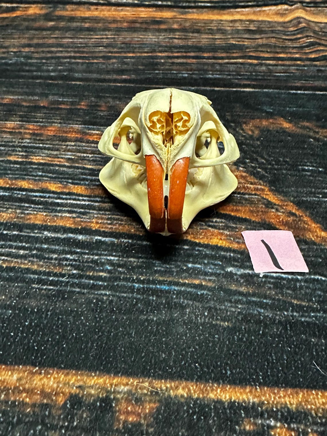 Real XXL Nutria Skull Gothic Unique Christmas Gift Halloween Cabin Man ...
