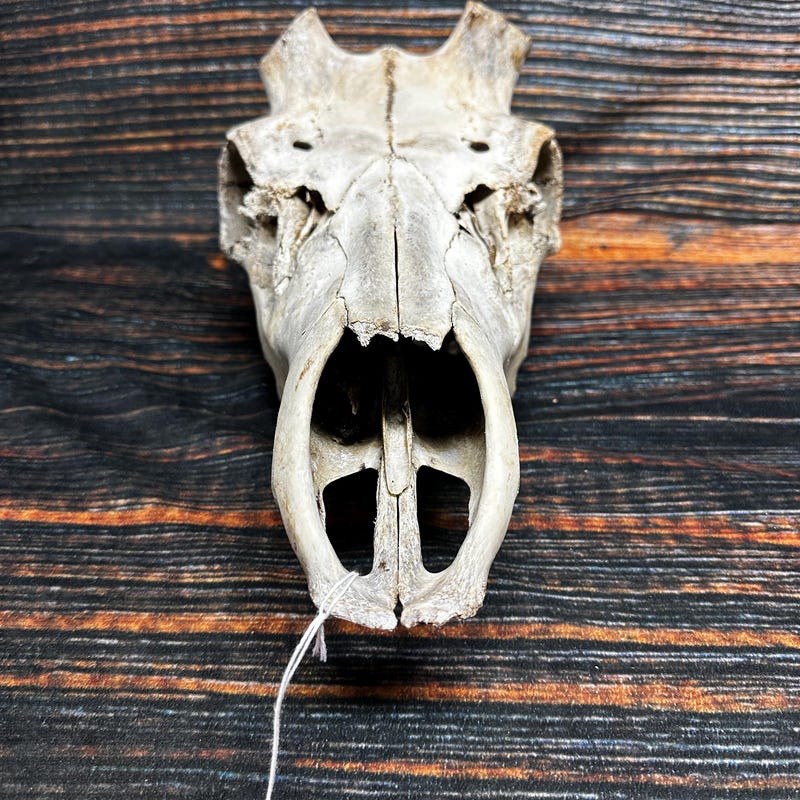 Elk Skull - Etsy
