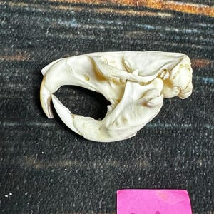 Real XL Pocket Gopher Skull Animal Mount Unique Birthday Gift Art ...