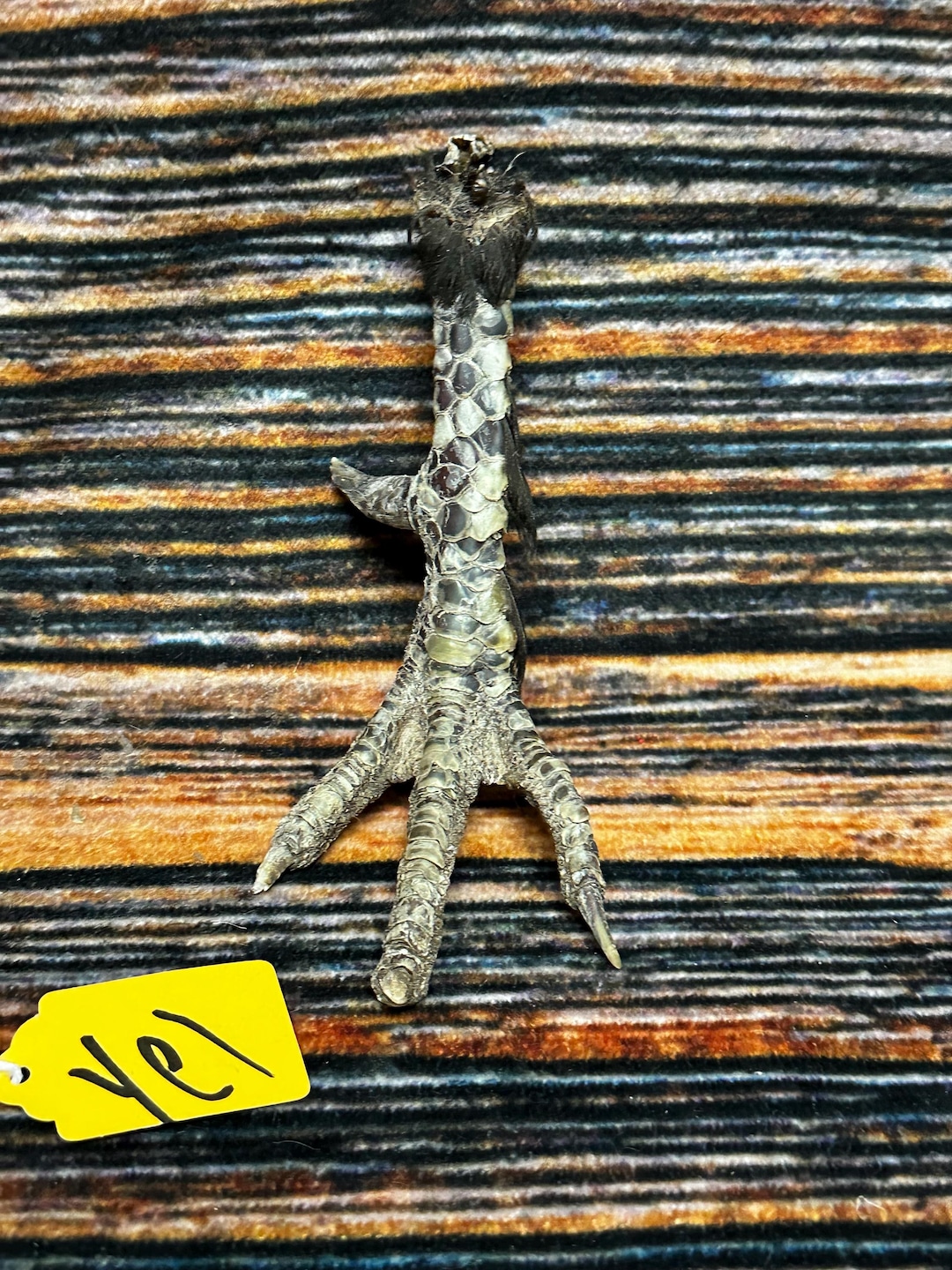 Real Chicken Foot Taxidermy Mount Art Feet Voodoo Unique Christmas Gag ...