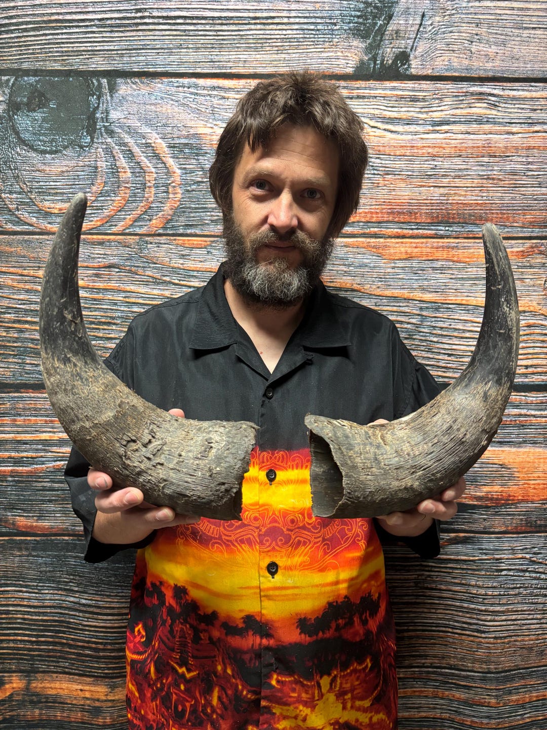 Real American Bison Buffalo Horns Western Yard Decor Art Craft Supplies ...