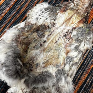 Real South Dakota Grouse Skin Feather Millinery Bustle Western Decor ...