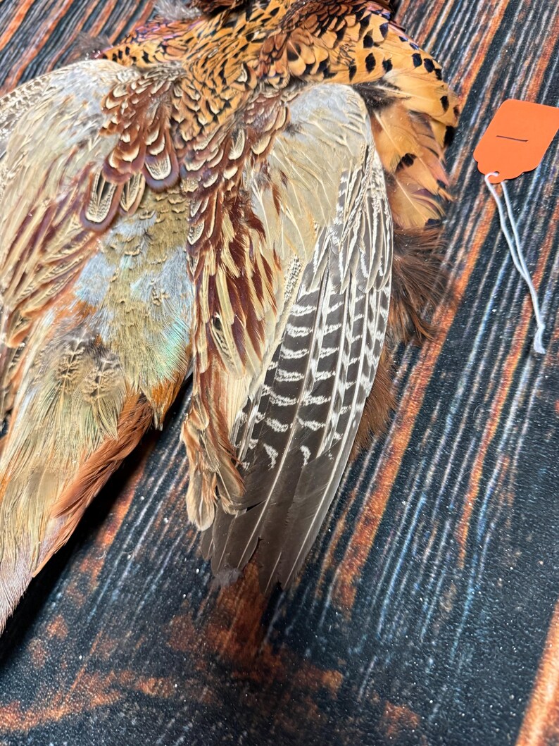 Real Ringneck Pheasant Skin Feather Millinery Bustle Western Decor Art ...