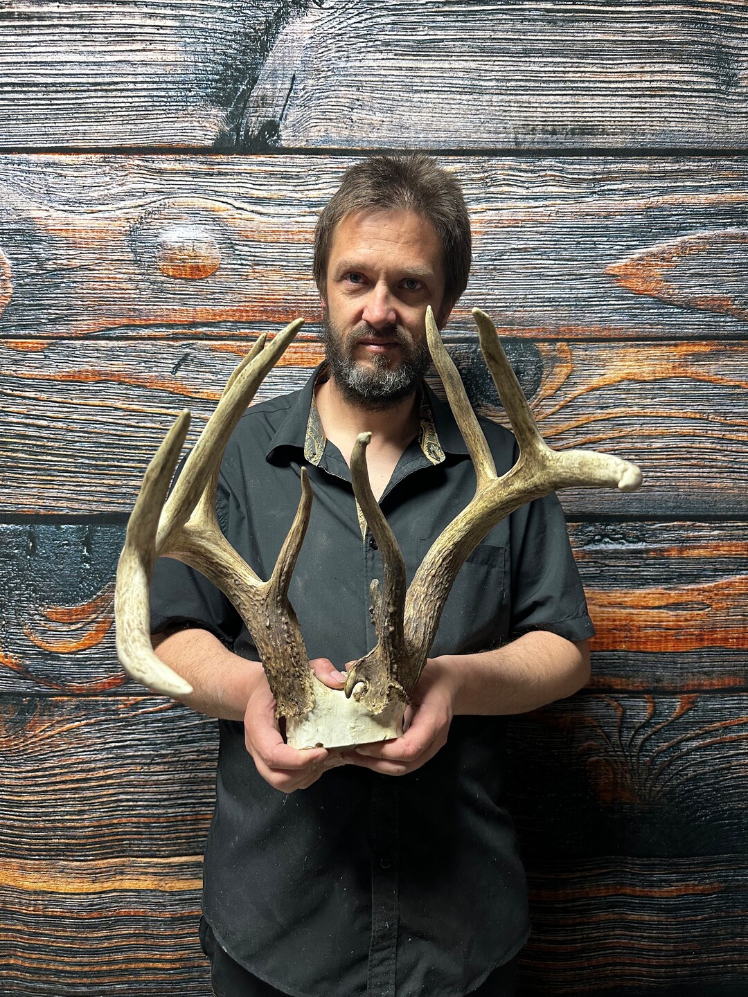 Trophy Wild 11 Point Whitetail Deer Antler Rack Horn Set Unique ...