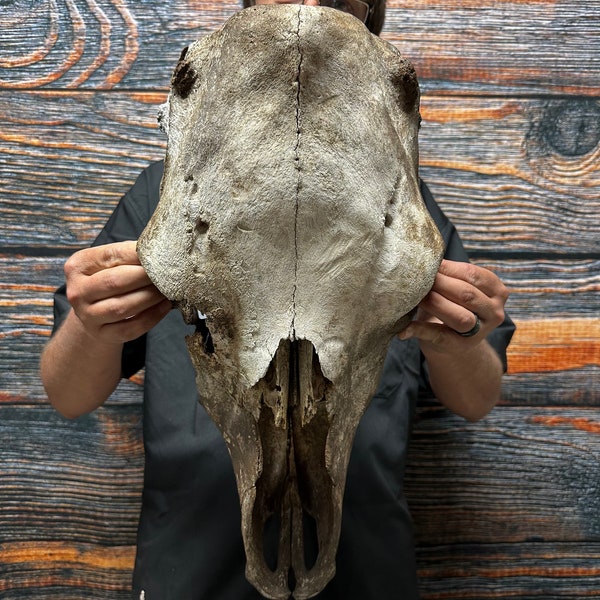 Real Cow Skull - Shop Online - Etsy