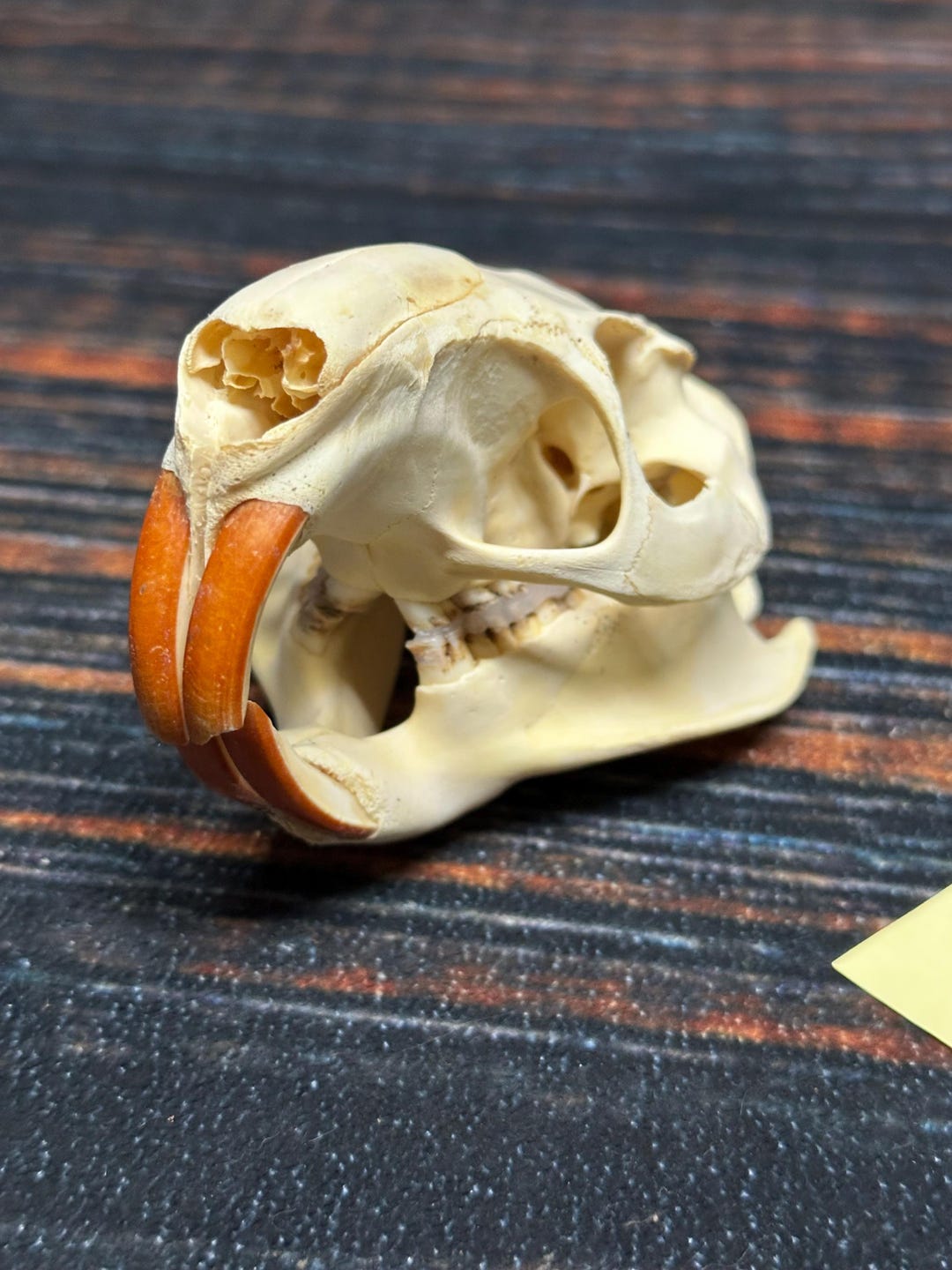 Real XXL Nutria Skull Gothic Unique Christmas Gift Halloween Cabin Man ...