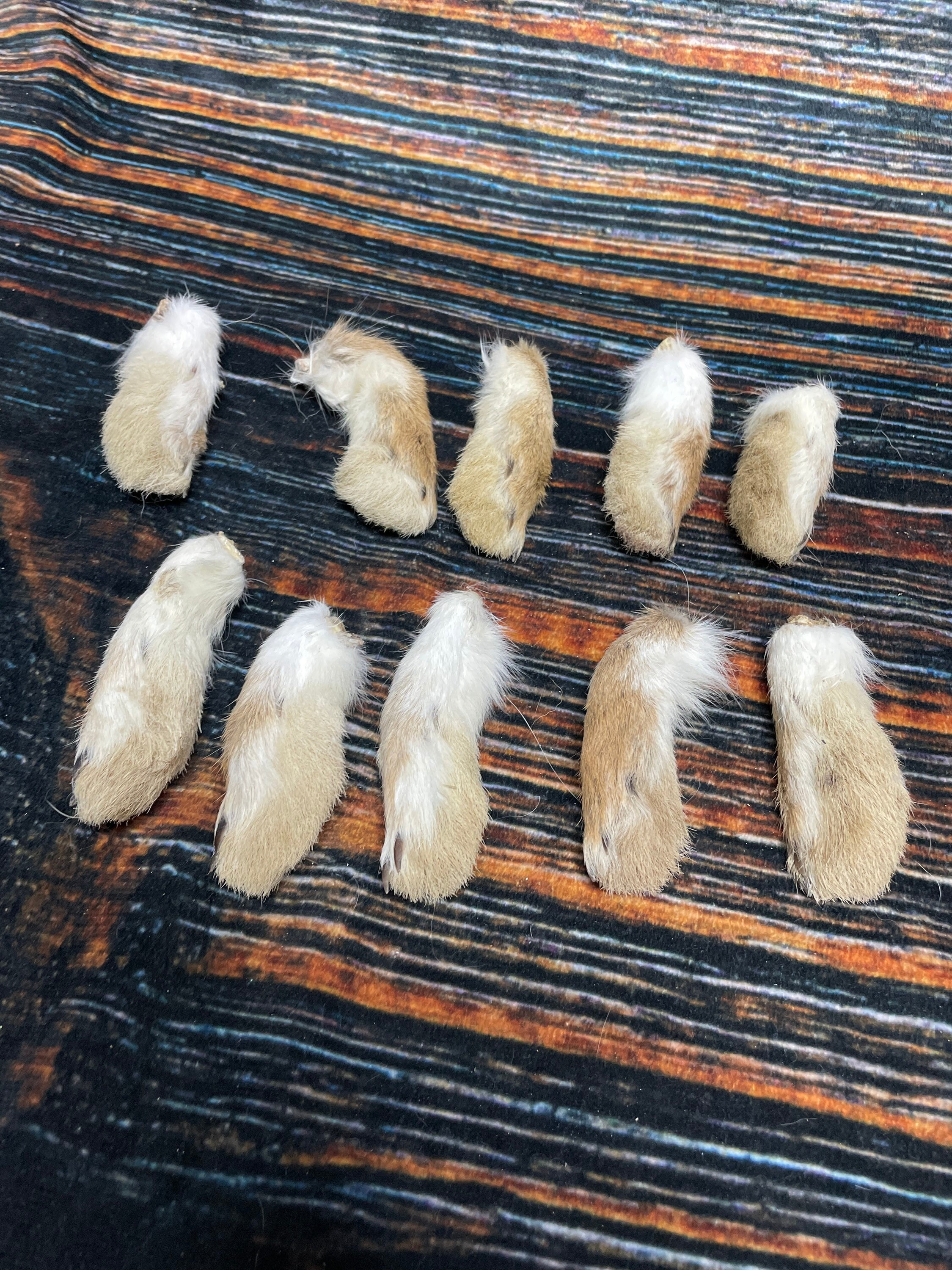 10 Rabbit front feet art animal mount repair Witchcraft voodoo | Etsy