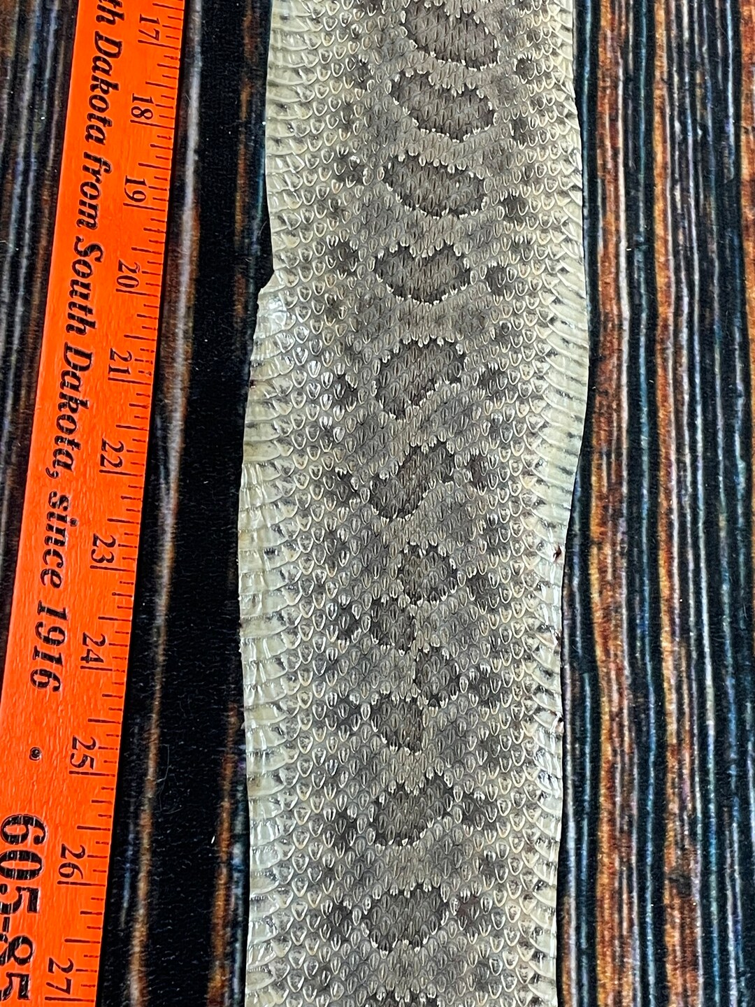 REAL Rattlesnake Skin Prairie Rattler Hide Dry Tanned Bow Wrap - Etsy