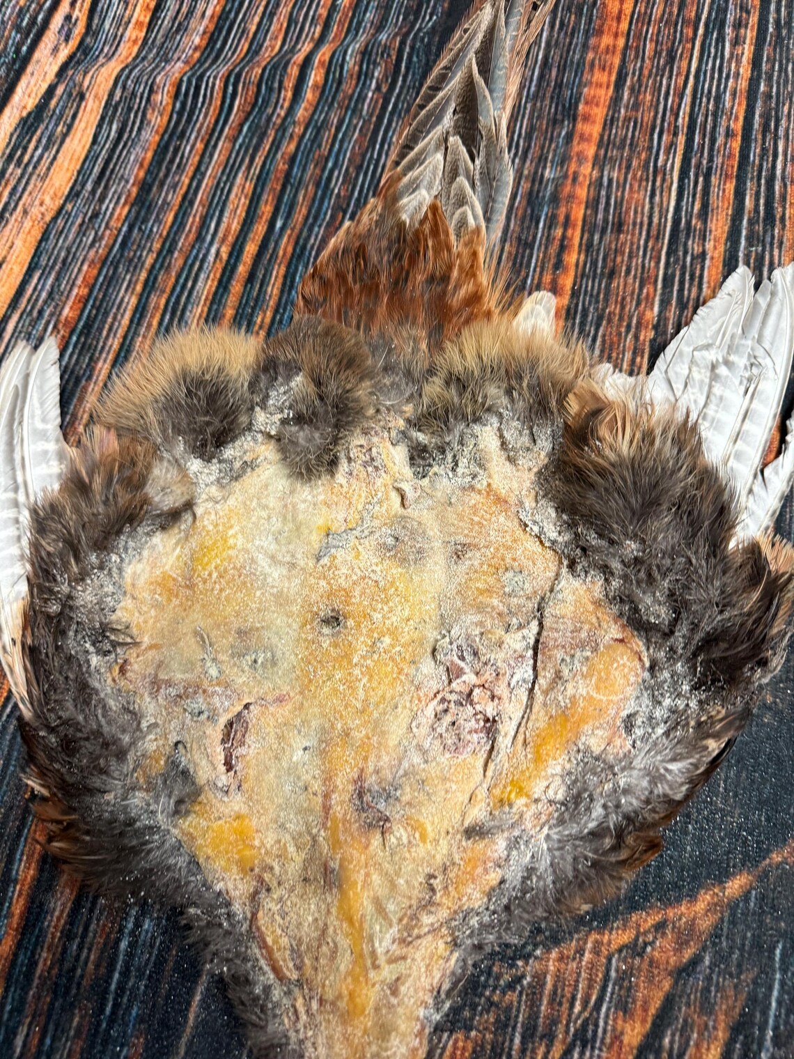 Real Ringneck Pheasant Skin Feather Millinery Bustle Western Decor Art ...