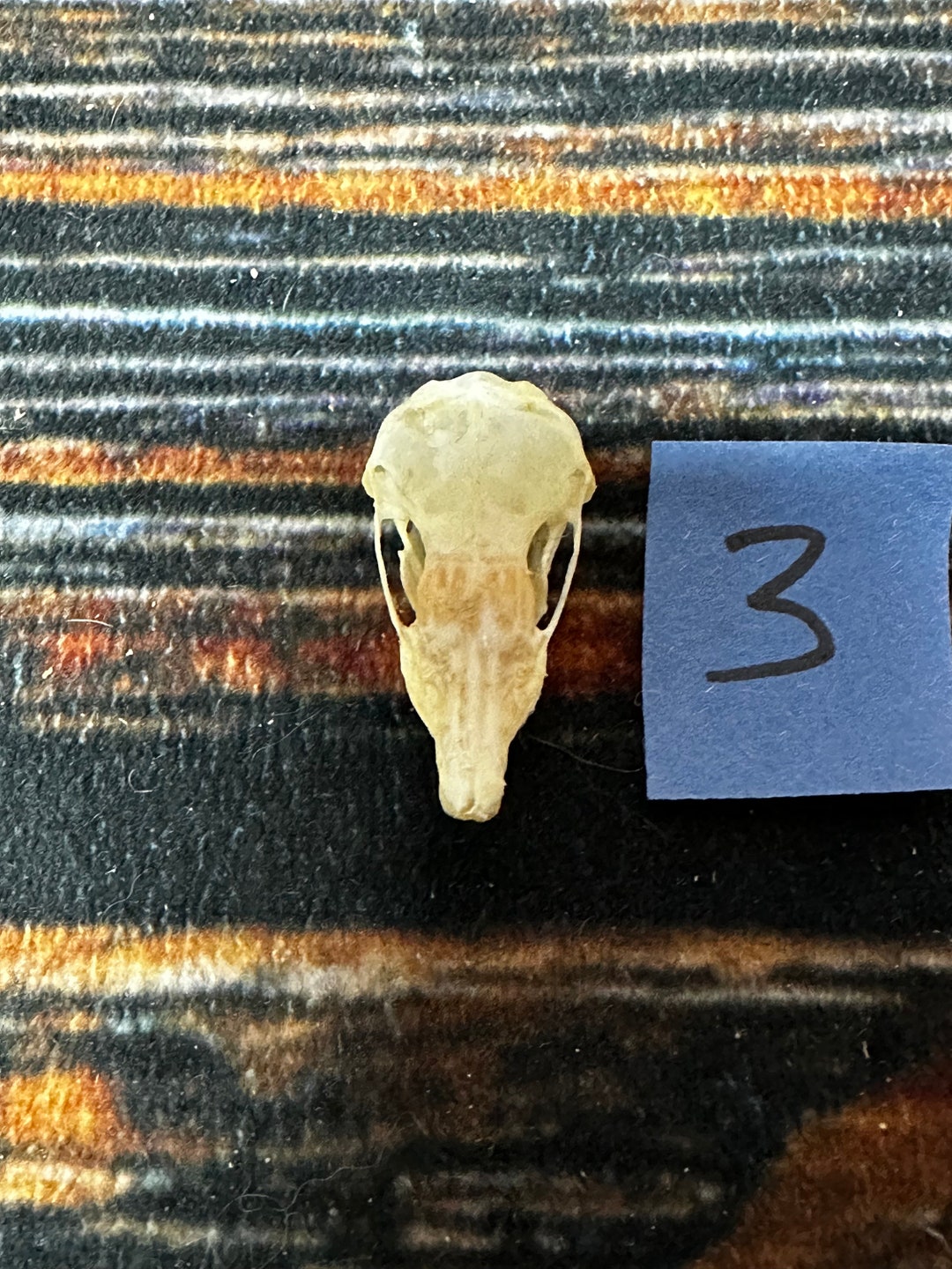 Odd Real XL Mole Skull Animal Bone Unique Christmas Gift Collection ...
