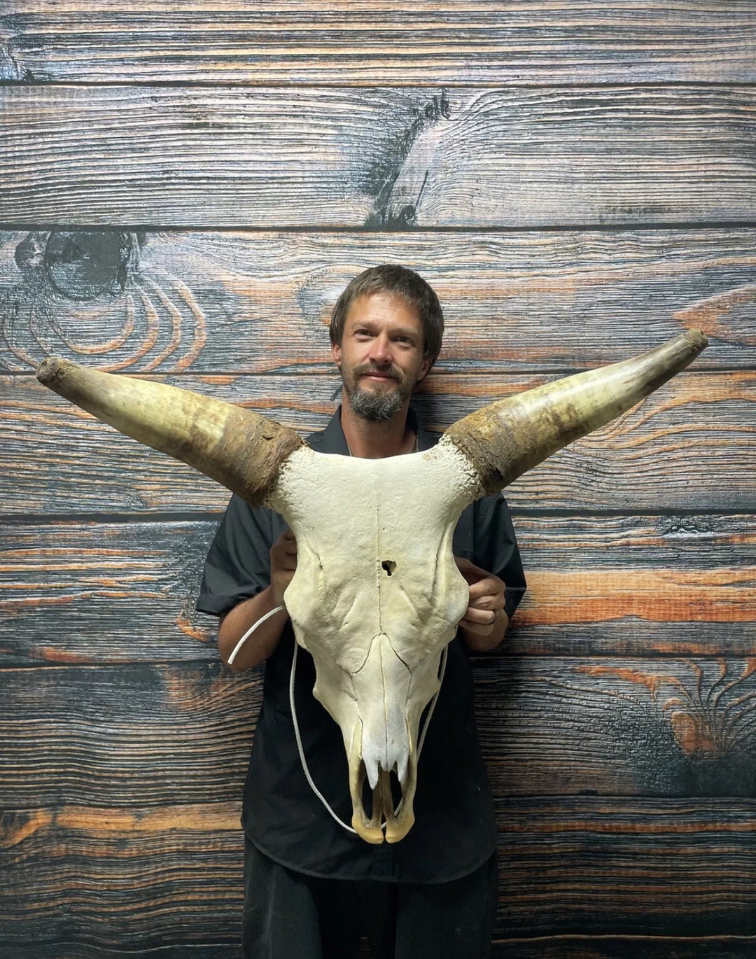 Watusi Skull Mount Unique Cabin Western Yard Decor Head Art Bull Long ...