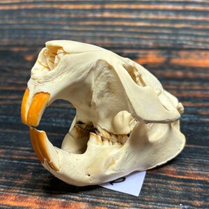 Real XXL Beaver Skull Gothic Unique Gift Halloween Witchcraft Cabin Man ...